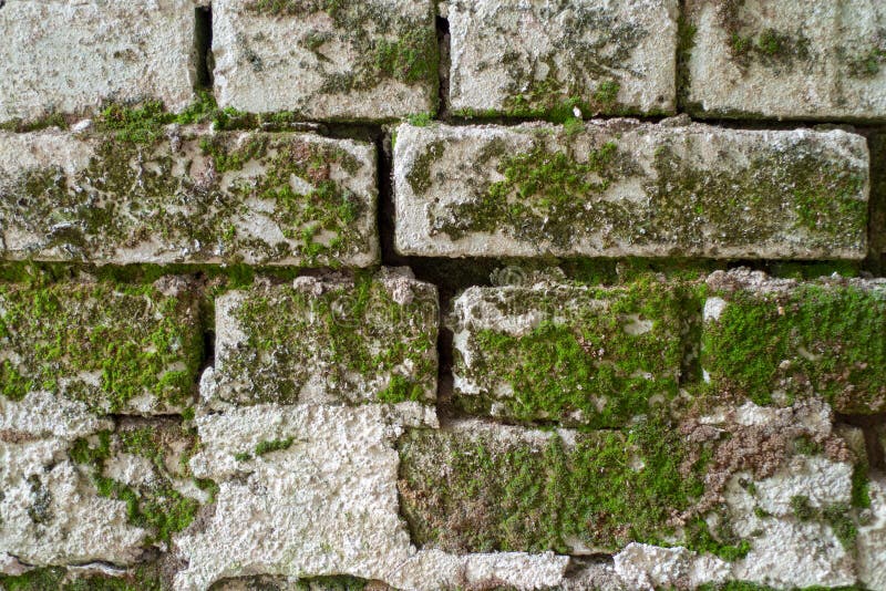 An Old Brick Wall with Moss Stock Photo - Image of vintage, brown ...
