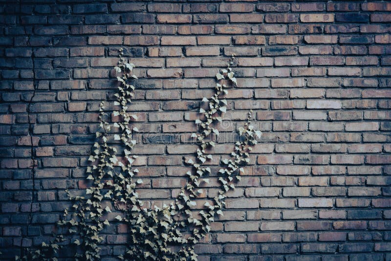 Old Brick Wall Overgrown with Ivy. Stock Photo - Image of brickwork ...