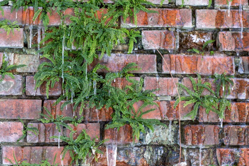Old Brick Wall with Overgrowth and Icicles Stock Image - Image of brick ...