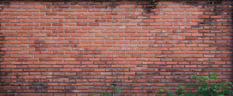 Old Brick Wall with Small Tree Branch Stock Image - Image of texture ...