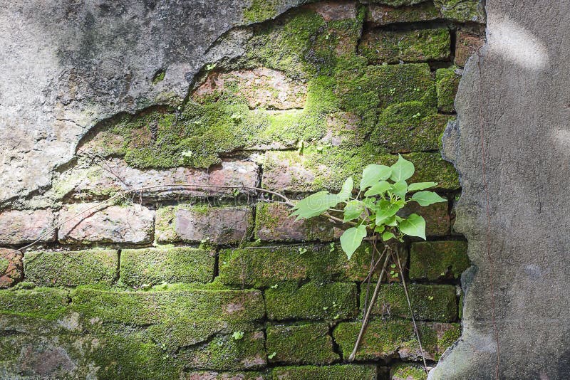 Old Brick Wall with Small Tree Moss Stock Image - Image of brown ...