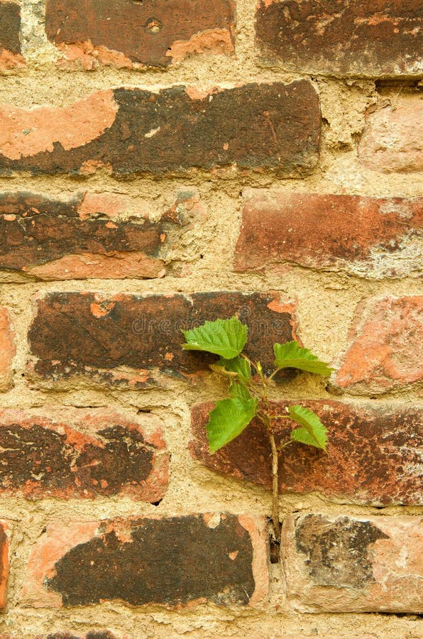 Old Brick Wall Texture with Flower Stock Photo - Image of card, decor ...
