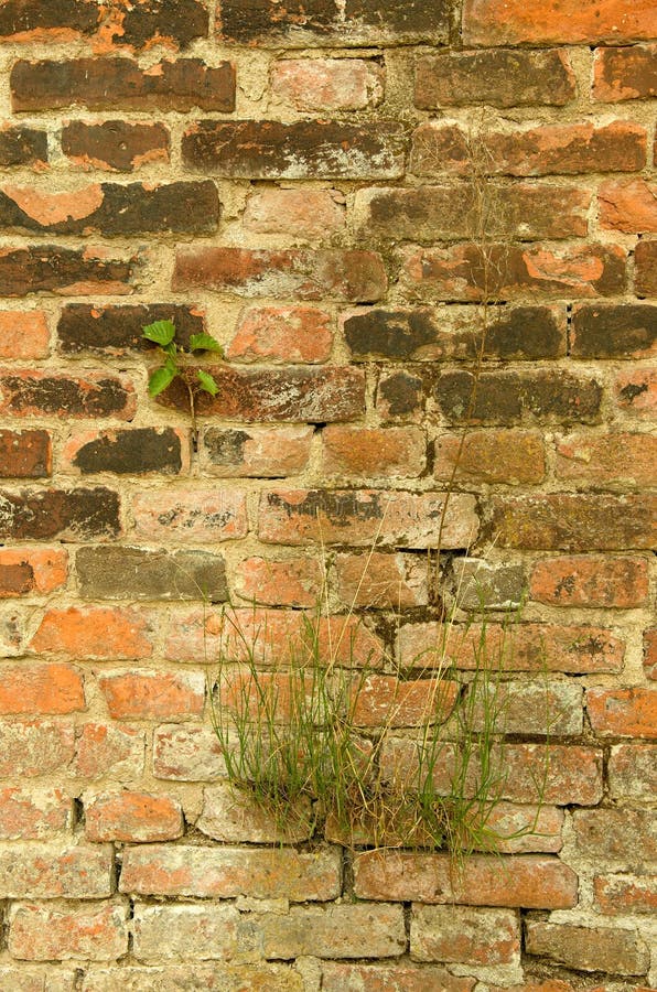 Old Brick Wall Texture with Flowers Stock Image - Image of architecture ...