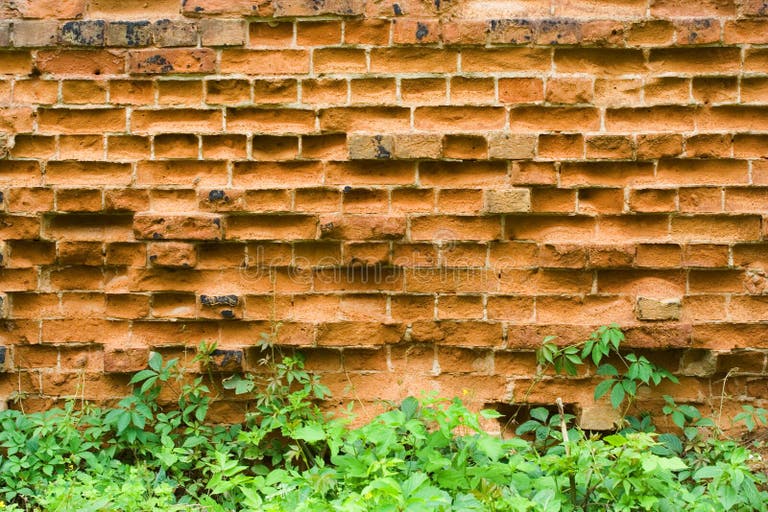 Old Brick Wall and Wild Grapes Stock Image - Image of aged, abstract ...