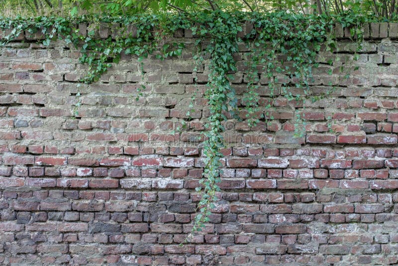 Old Brick Walls in the Forest Overgrown with Plants Stock Photo - Image ...