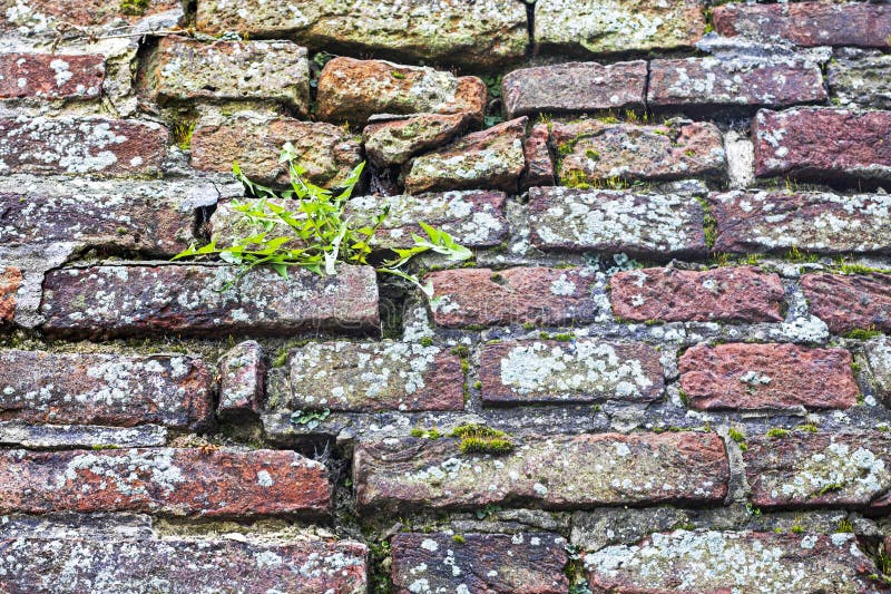Old Brickwork on the Fortress with Grown Dandelion Stock Photo - Image ...