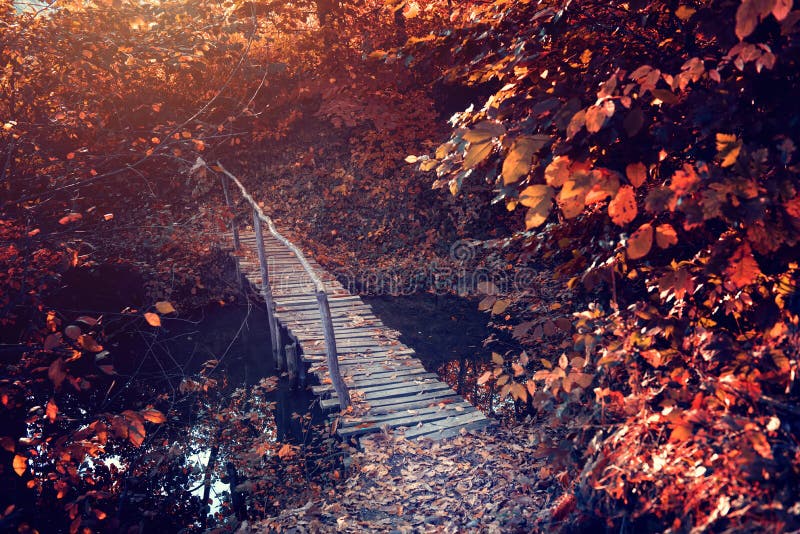 Bridge in autumn forest stock image. Image of fall, path - 32916519