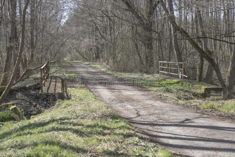 Old bridge in the forest stock image. Image of nature - 372298875