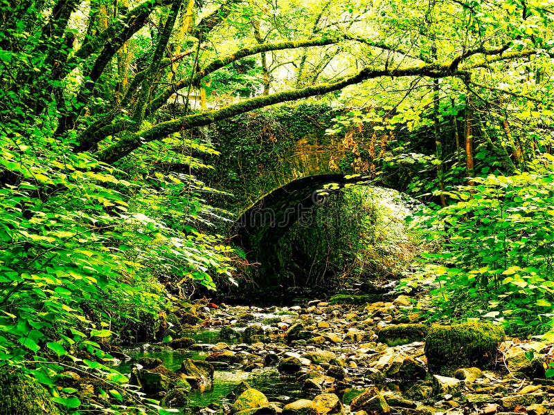 An Old Bridge in the Forest Stock Image - Image of branches, vegetation ...