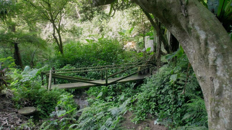 Old bridge in the forest stock video. Video of leaves - 334099021