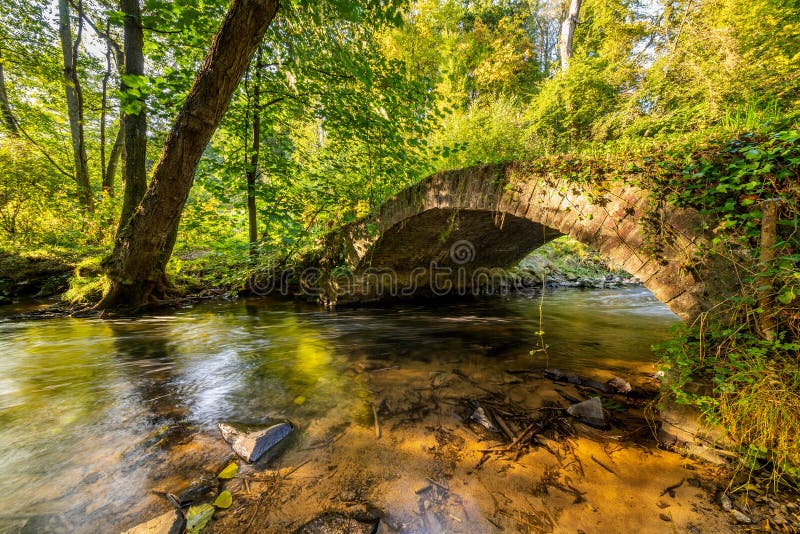 Forest with brook stock image. Image of creek, forest - 125276777