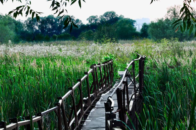 Old bridge stock photo. Image of forest, grass, bridge - 71283492