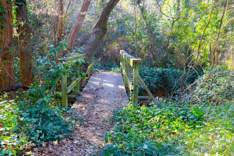 Old Bridge Overgrown with Plants in Forest. Stock Image - Image of ...
