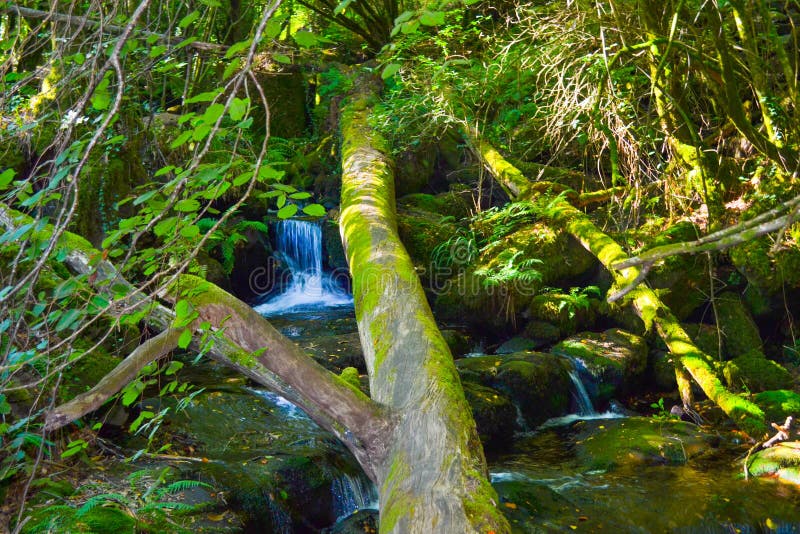 Old Bridge of Tree Crossing a Small Waterfall in Middle of the F Stock ...