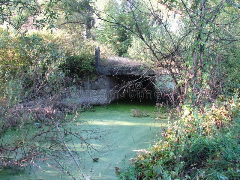 Duckeed Stock Photos - Free & Royalty-Free Stock Photos from Dreamstime