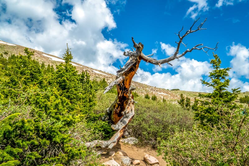 Old Bristlecone Pine Tree in Mount Goliath Wilderness Area at Mount ...