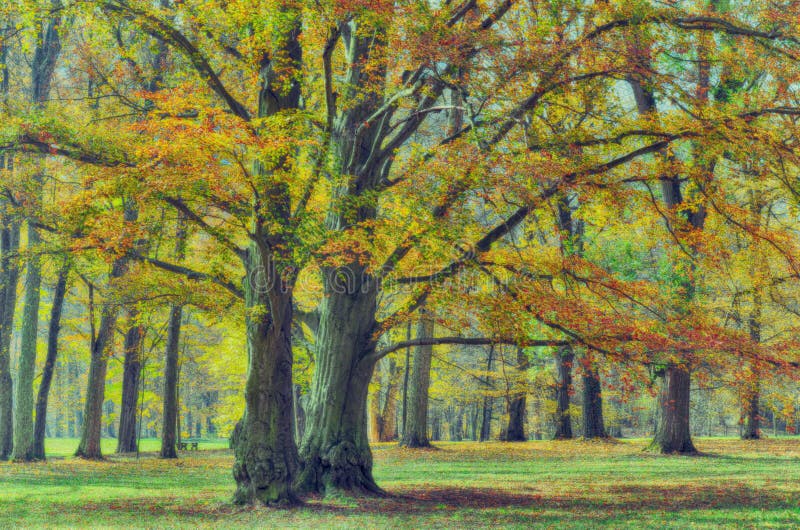 Old Broad Leaf Probably Beech Trees in the Park at Autumn Afternoon ...