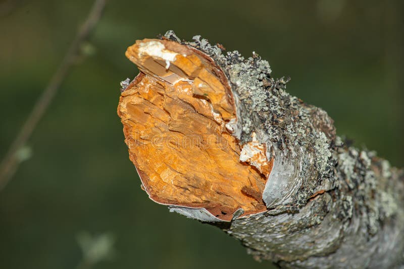 The old broken birch tree stock image. Image of bright - 182892475