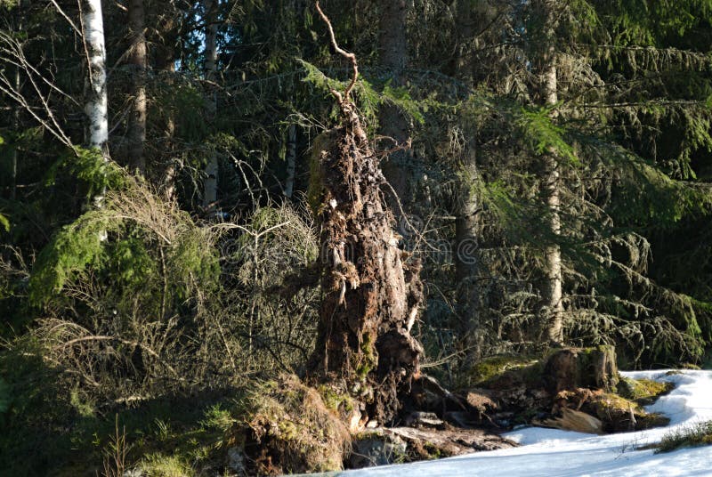 An old broken down tree stock image. Image of grass - 245994393