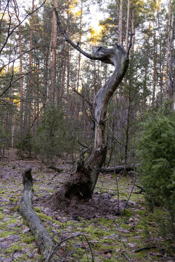 An Old Broken Dying Tree in the Forest is a Symbol of Old Age Stock ...