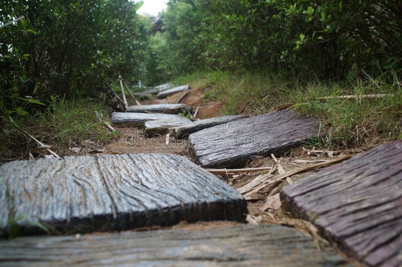 Old Broken Path Stone in the Jungle Stock Image - Image of forest, grey ...