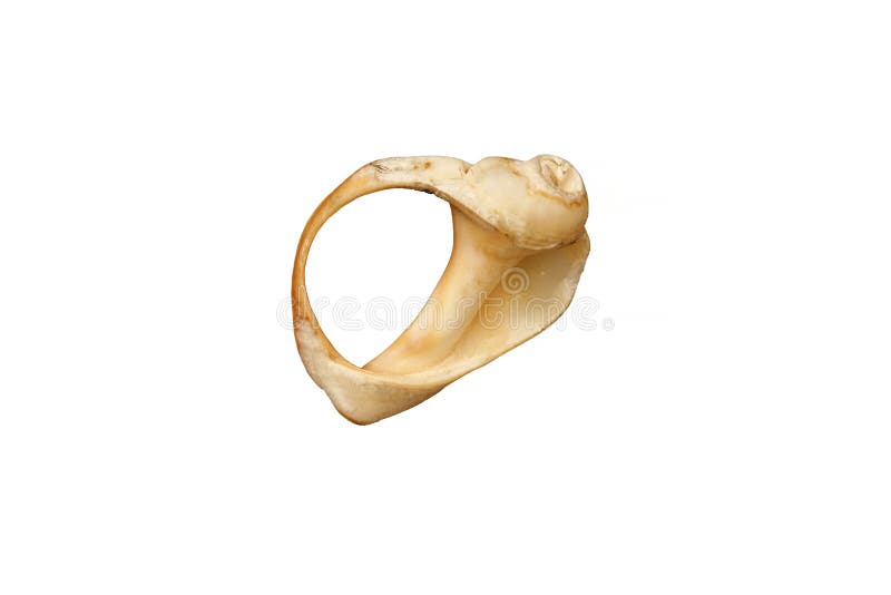 Old Broken Snail Shell, Isolated on White Stock Image - Image of beauty ...