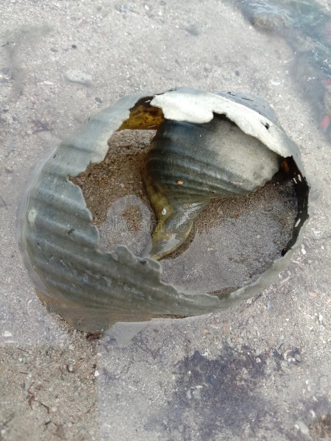 Broken Snails Stock Photos - Free & Royalty-Free Stock Photos from ...