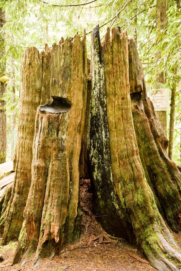 Old Broken Stump stock photo. Image of wood, background - 6600114