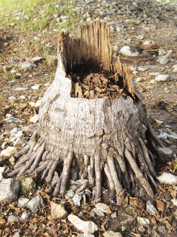 Old broken stumps stock image. Image of rocks, roots - 62772451