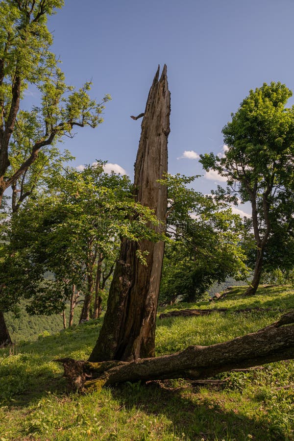 Broken tree stock photo. Image of brown, outdoor, trees - 249546256
