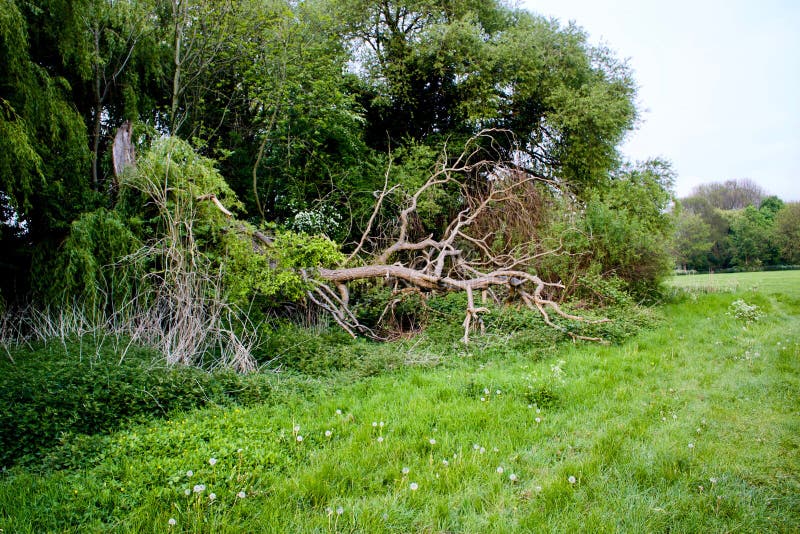 Old and broken tree stock photo. Image of natural, broken - 91717740