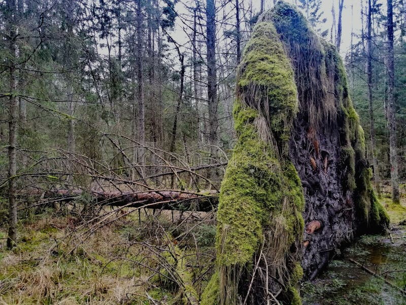 Old Broken Tree Deep in Forest Stock Photo - Image of tree, forest ...