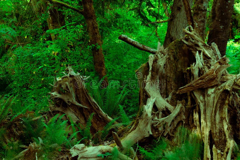 Old Broken Tree in a Dense Green Forest Stock Photo - Image of woods ...