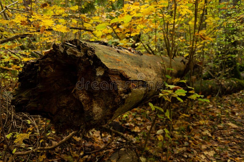 An Old Broken Tree in the Forest in Autumn with Many Fallen Leaves ...