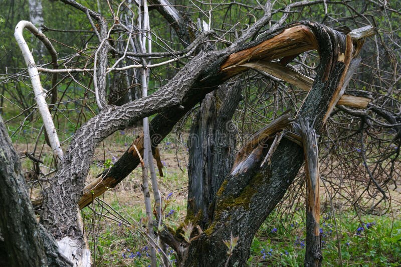Old Broken Tree in the Forest Stock Image - Image of falling, power ...