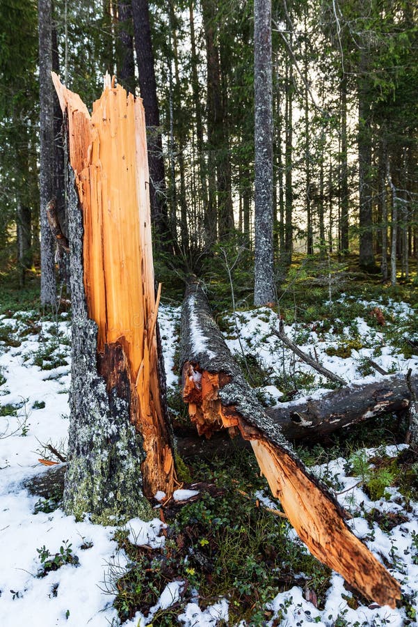 Old Broken Tree Trunk Stump Laying in Forest. Broken Tree Stock Image ...