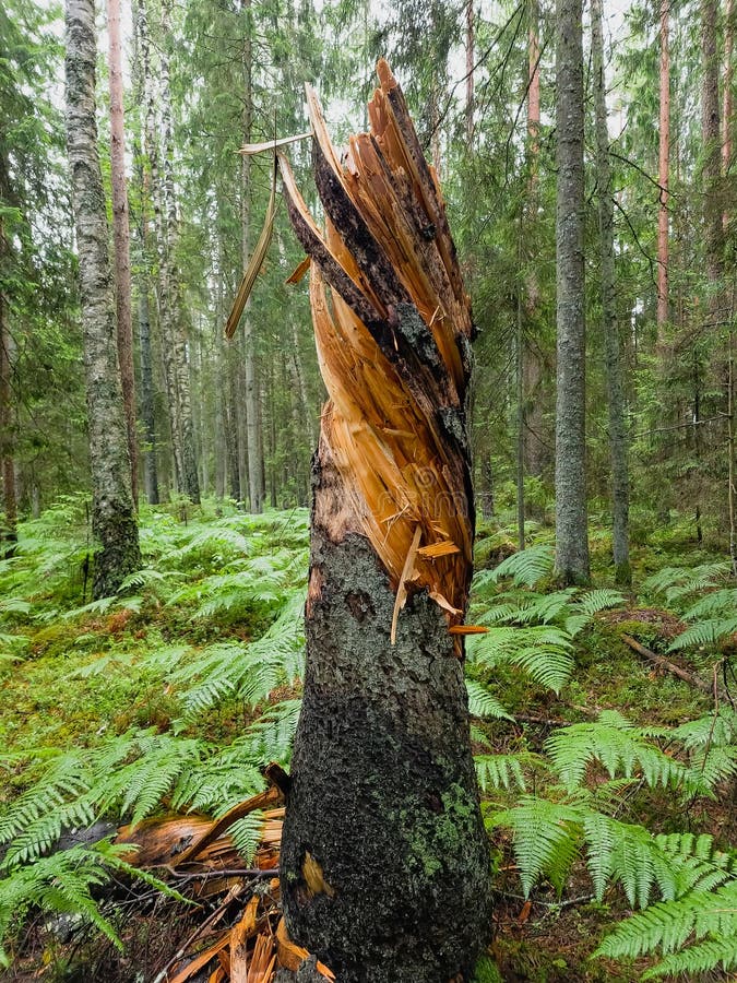 A Trunk Stump from a Tree Sticks Out of the Ground in a Field ...