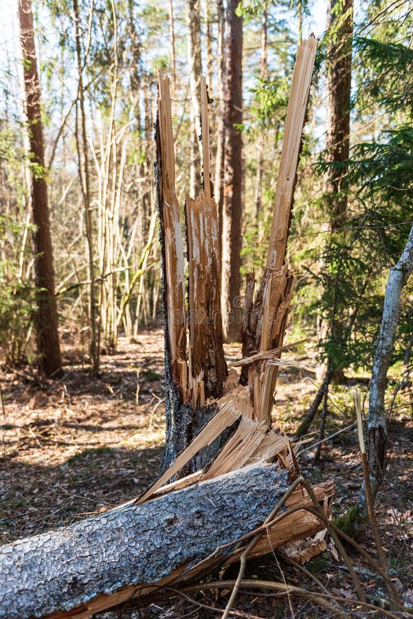 Old Broken Tree Trunk Stump Laying in Forest. Broken Tree Stock Photo ...