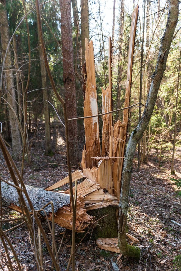 Old Broken Tree Trunk Stump Laying in Forest. Broken Tree Stock Photo ...