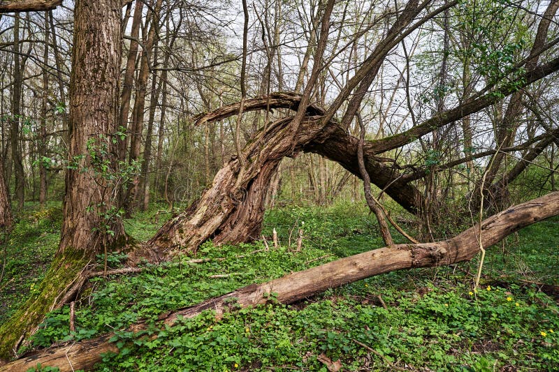 Old, Broken Trees in a Deciduous Forest Stock Photo - Image of broken ...