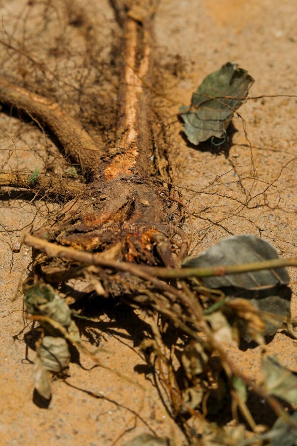 Broken at the Root and Fallen Old House Tree Stock Image - Image of ...