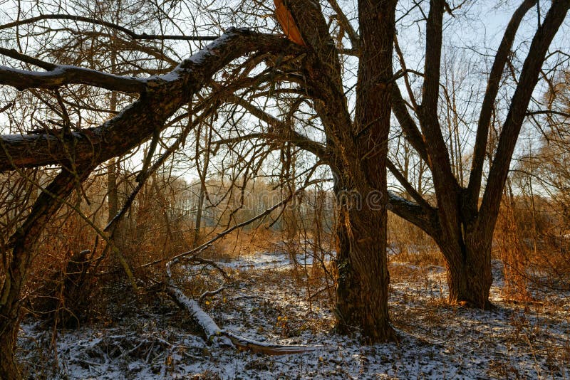 Old Broken Trees in Winter in the Forest Stock Photo - Image of ...