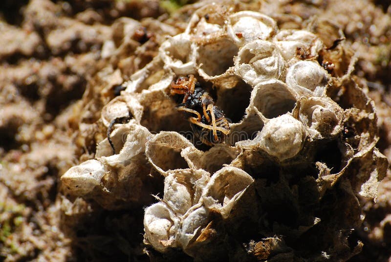 Old, Broken Wasp Nest with Honeycombs and Dead Wasp Stock Image - Image ...