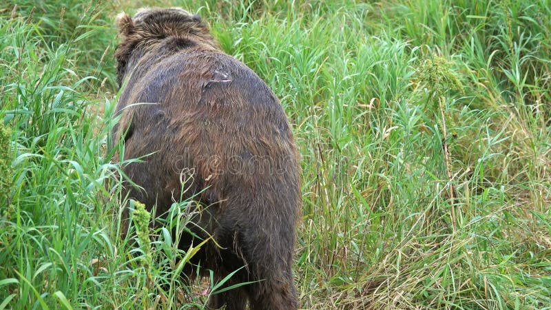 Old Brown bear with scars stock video. Video of predator - 266728189