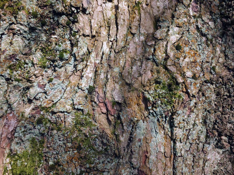 Brown Beech Tree Bark with Rough Texture and Green Moss and Lichen ...