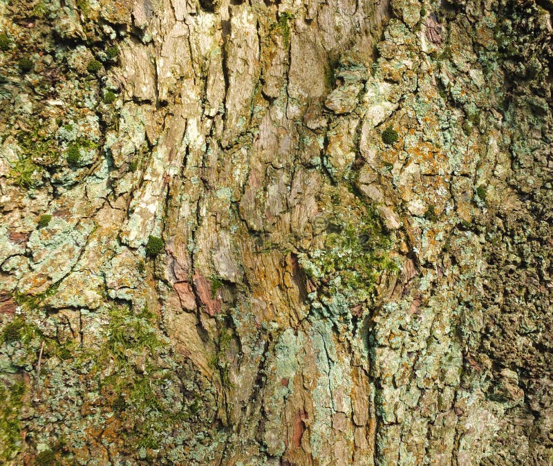 Brown Beech Tree Bark with Rough Texture and Green Moss and Lichen ...