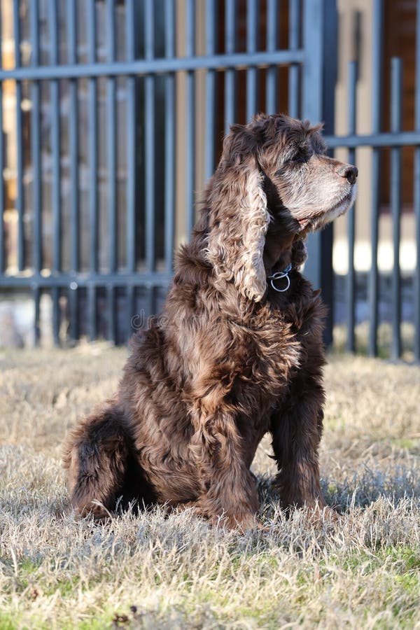 Old Brown Cocker Spaniel Sitting, Looking To the Side Showing Off Long ...