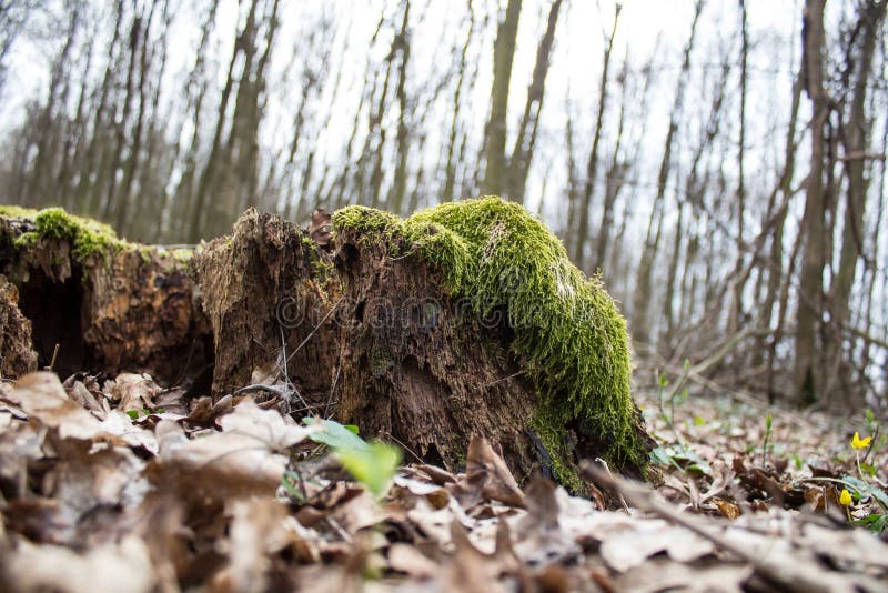 Forest Decay stock photo. Image of bark, abstract, tree - 79304282