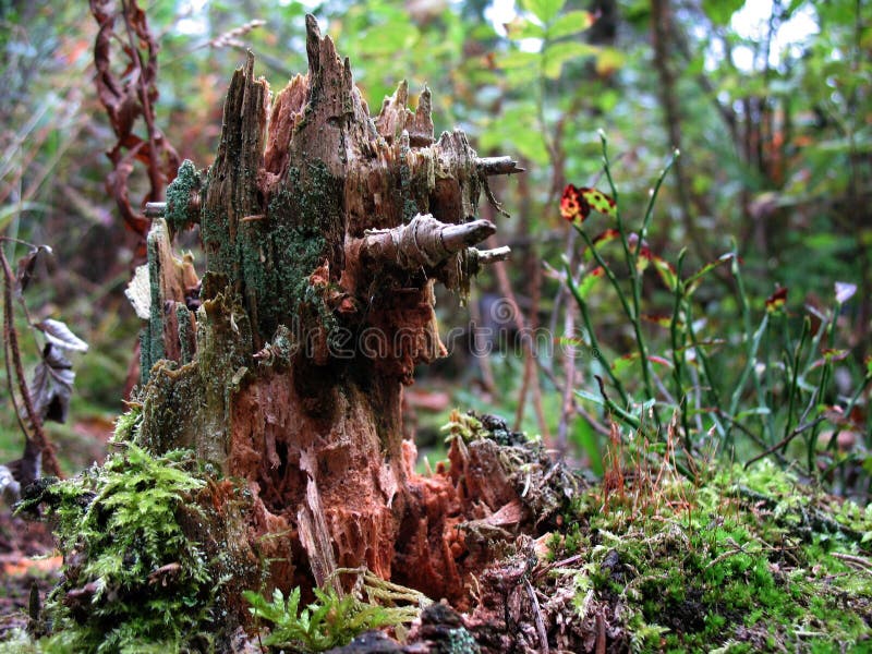 Old Destroyed Tree Stump in the Forest Close Up Stock Image - Image of ...