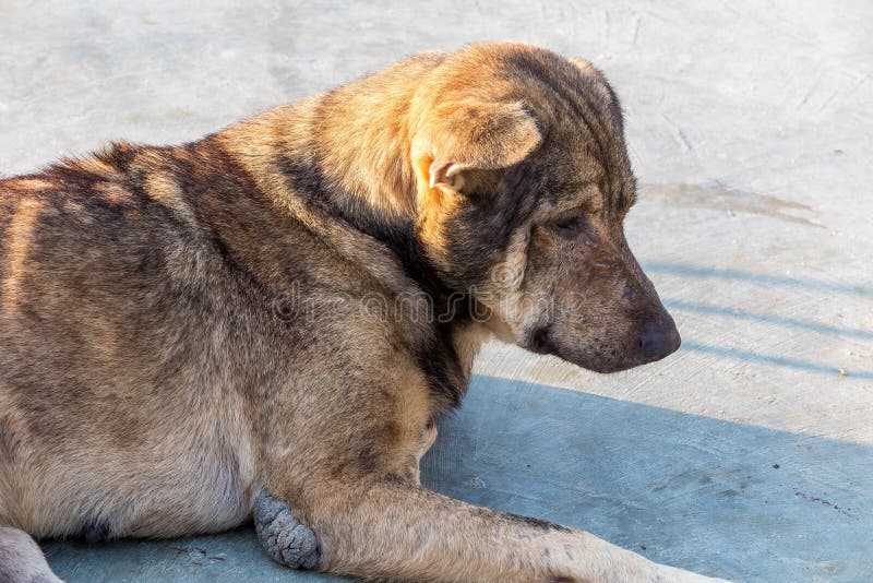 Old Brown Dog Wake Up in the Morning Stock Photo - Image of wakeup ...